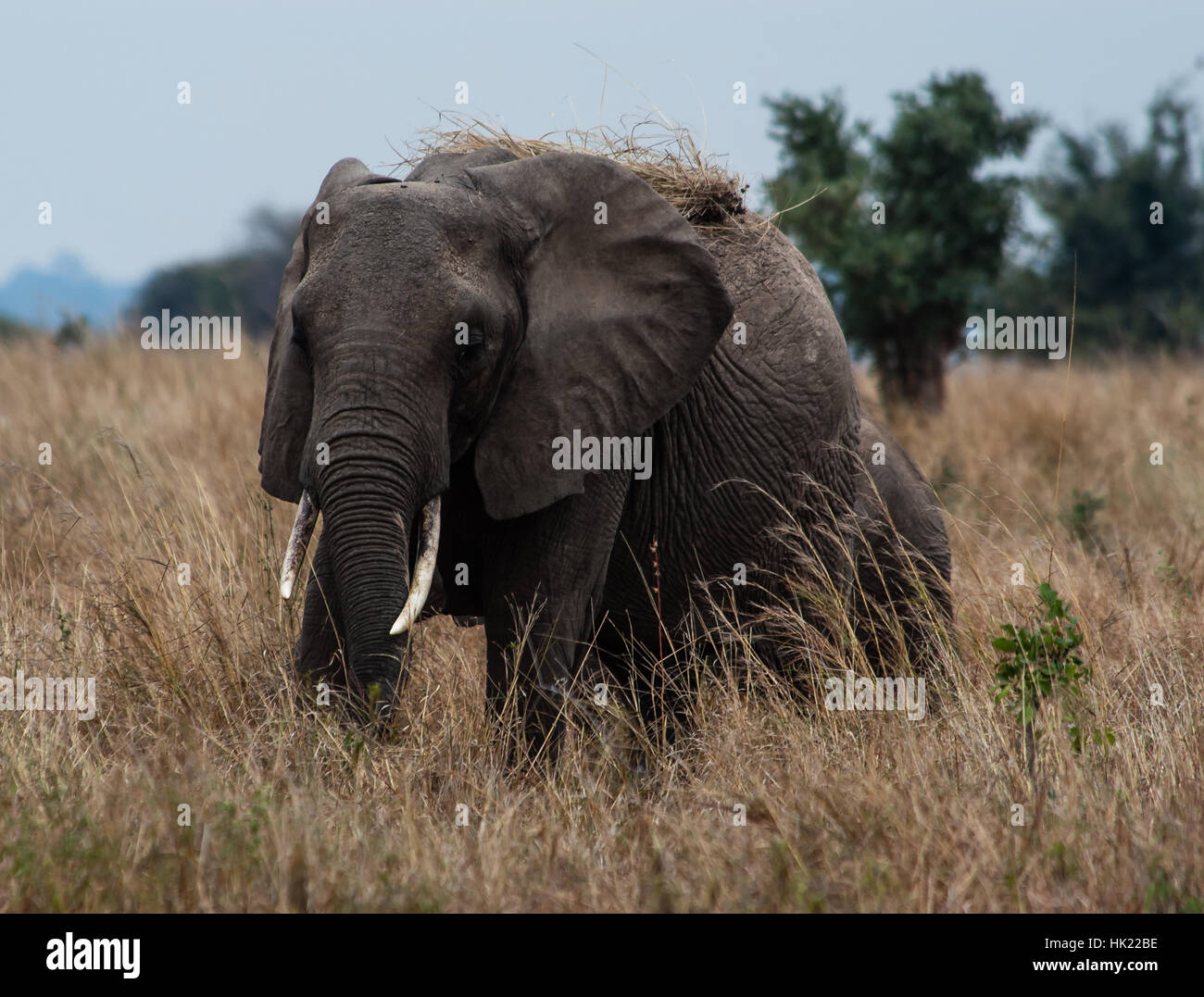 Elephant in Tanzania Stock Photo - Alamy