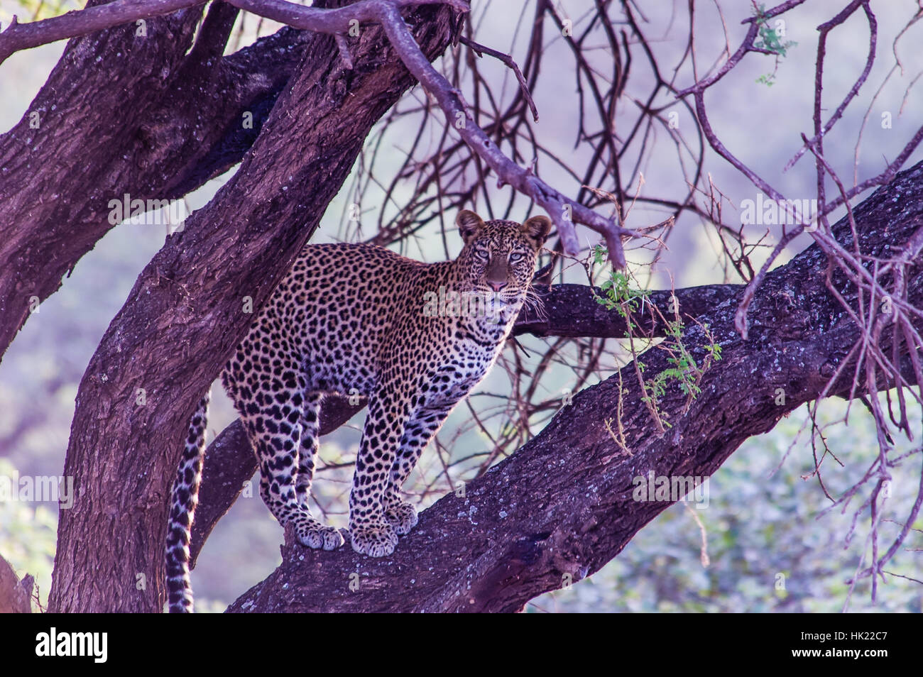 Tree in portrait format hi-res stock photography and images - Alamy