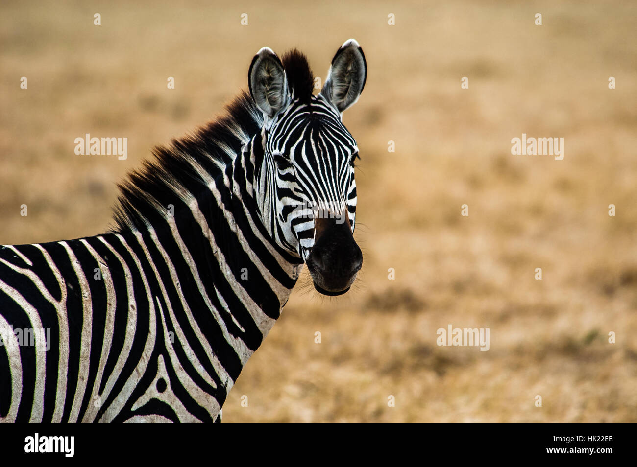 Single Zebra in Tanzania Stock Photo - Alamy