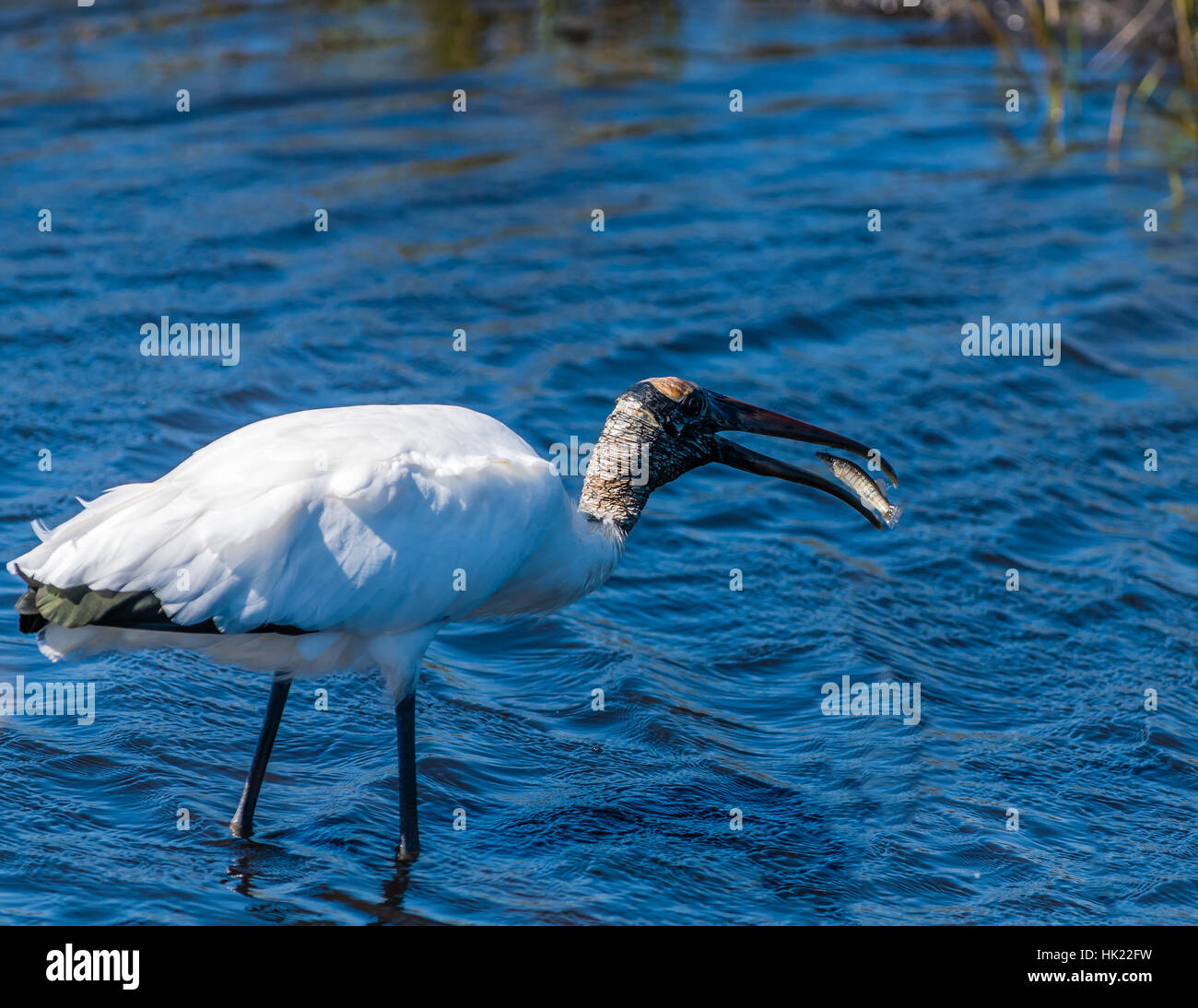 Stork bird eating in water hi-res stock photography and images - Alamy