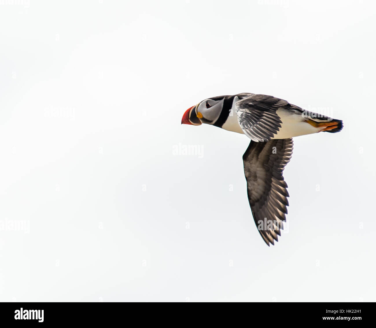 Atlantic Puffin in flight Stock Photo - Alamy