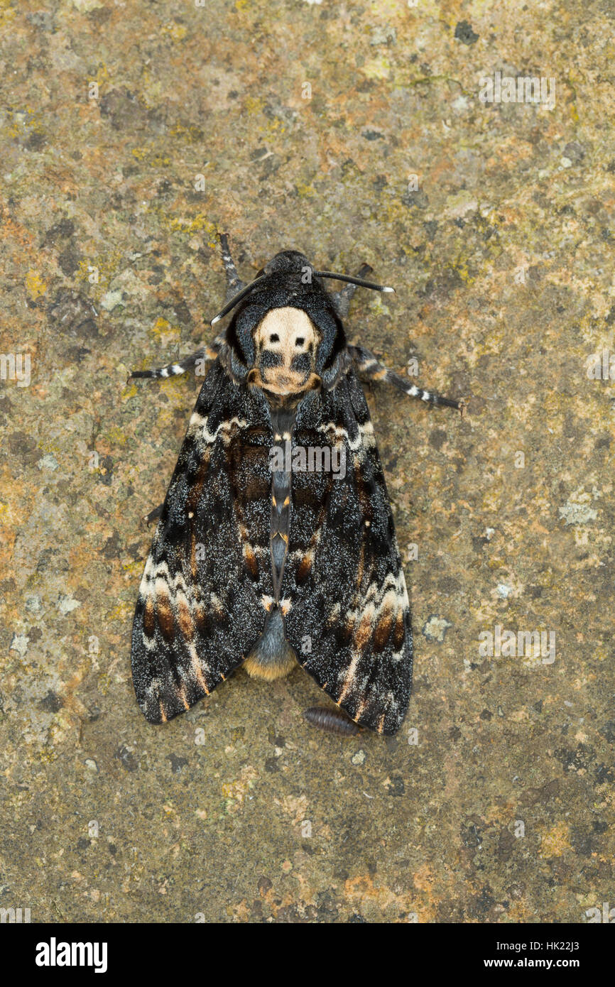 Death's Head Hawkmoth; Acherontia atropos Single Showing Skull Pattern ...