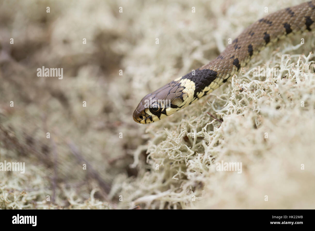 Grass Snake; Natrix natrix Single on Lichen Cornwall; UK Stock Photo ...