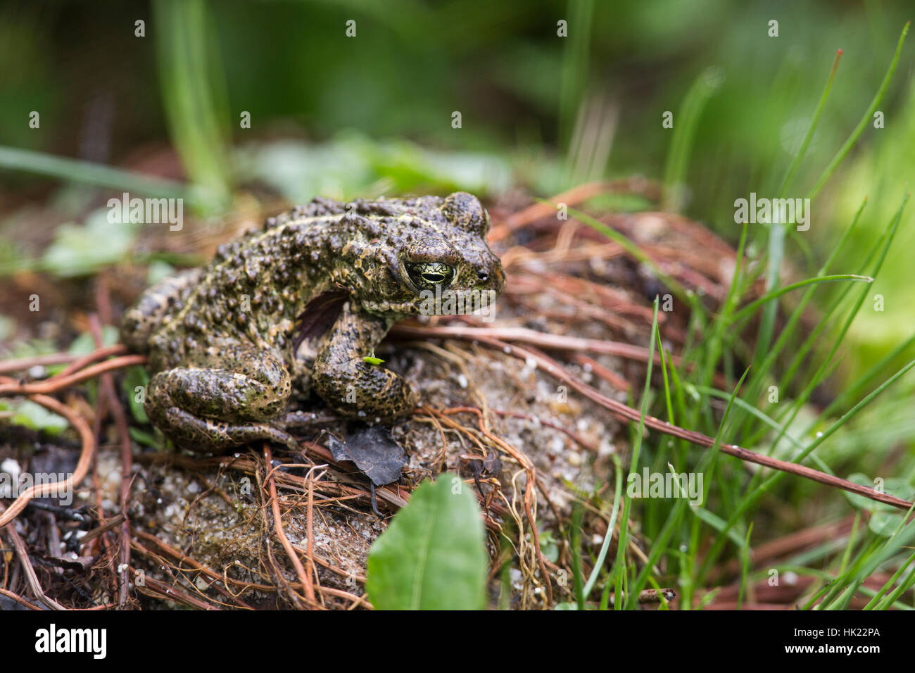 Natterjack Toad; Epidalea calamita UK Stock Photo - Alamy