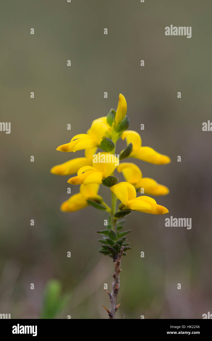 Petty Whin; Genista anglica Flower; New Forest; UK Stock Photo - Alamy