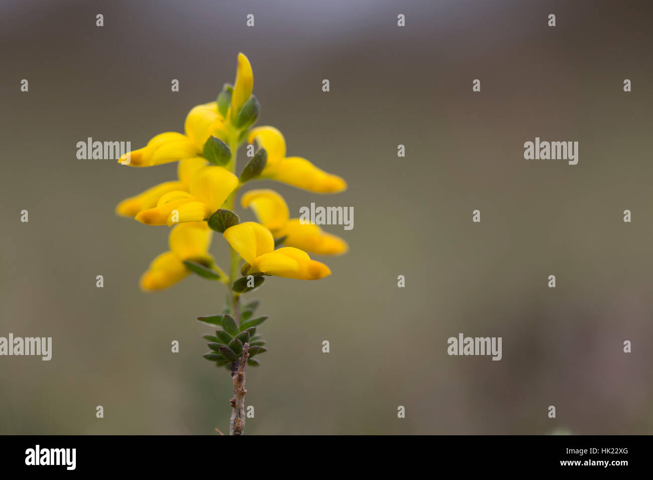 Petty Whin; Genista anglica Flower; New Forest; UK Stock Photo - Alamy