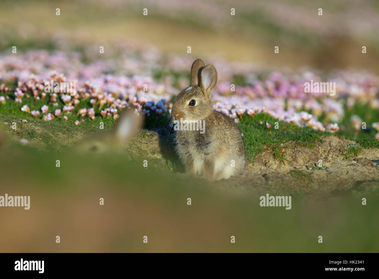 Rabbit wildlife hi-res stock photography and images - Alamy