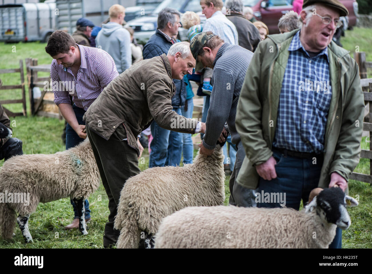 Carefully judging a line of ewes (female sheep Stock Photo - Alamy