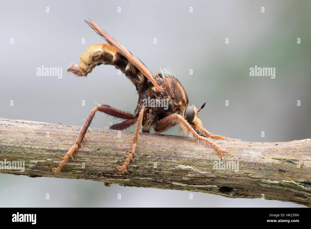 Robber Fly; Cornwall; UK Stock Photo - Alamy