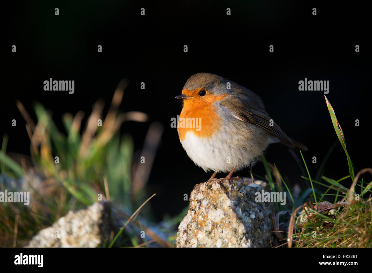 Robin; Erithacus rubecula Single on Rock Trebah Garden; Cornwall; UK ...
