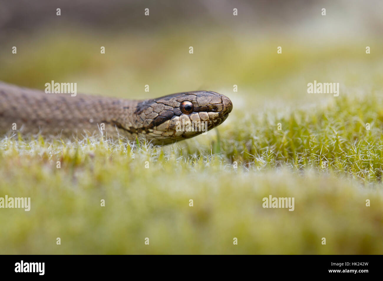 Snake head close hi-res stock photography and images - Alamy