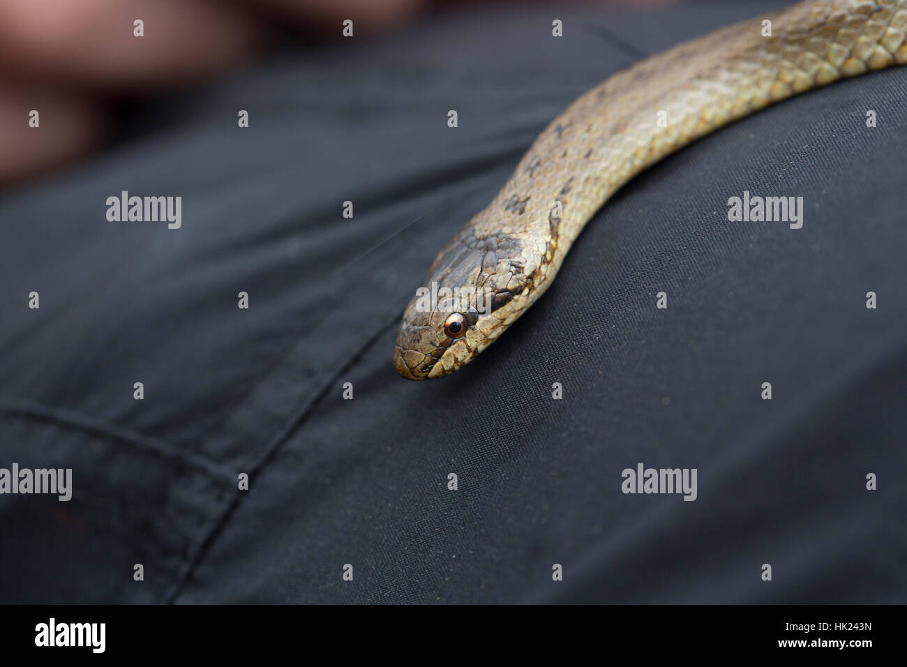 Person with a snake hi-res stock photography and images - Alamy