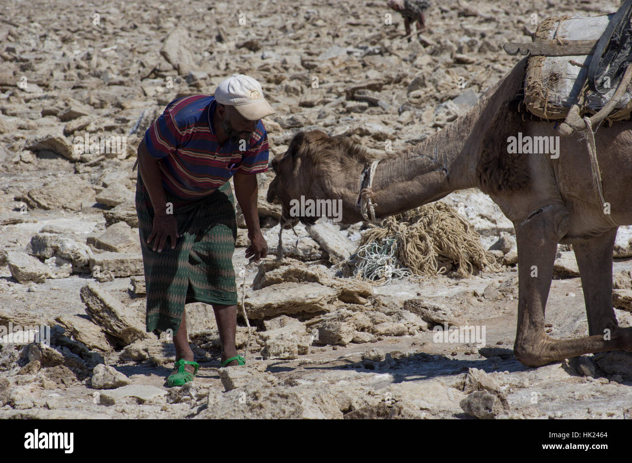 One hump camel kneeling hi-res stock photography and images - Alamy