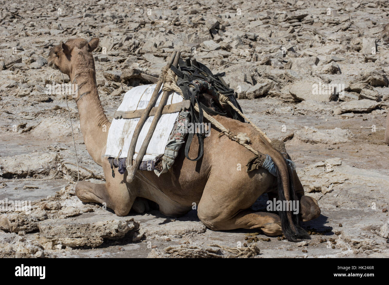 Salt blocks africa hi-res stock photography and images - Alamy