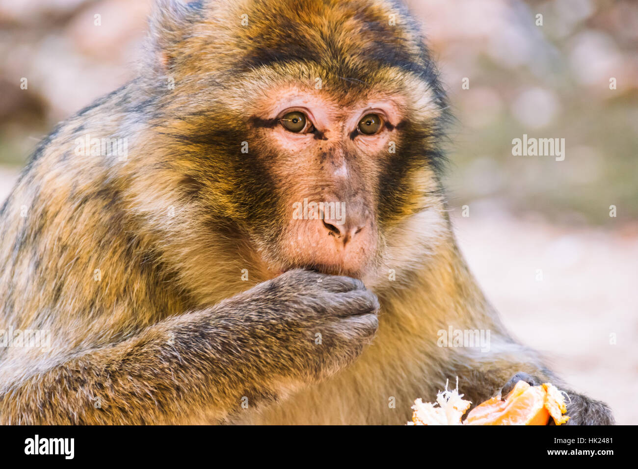 Barbary macaque monkey eating a tangerine, Ifrane, Morocco Stock Photo ...