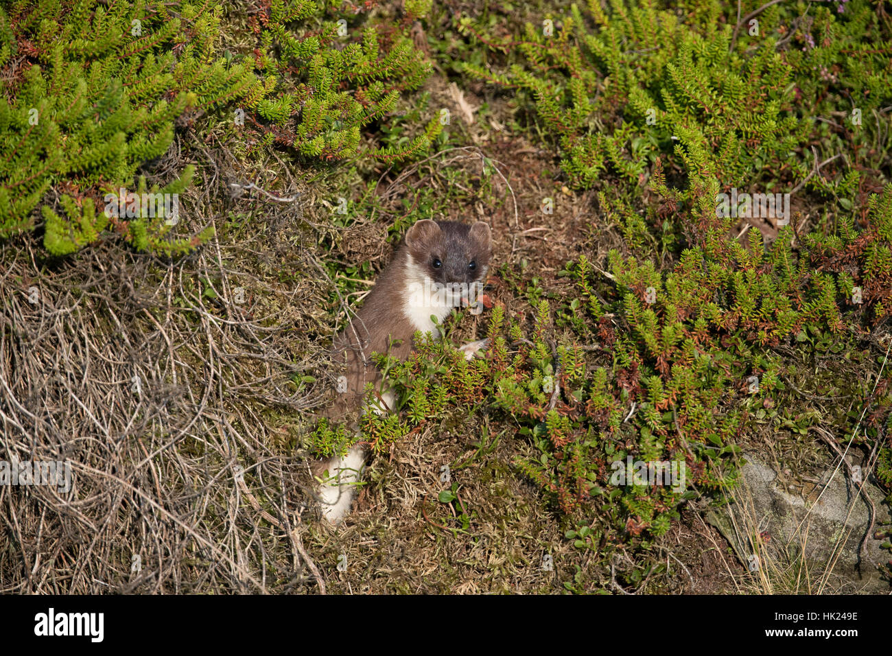 Stoat; Mustela erminea; Single Emerging from Den Yorkshire; UK Stock ...