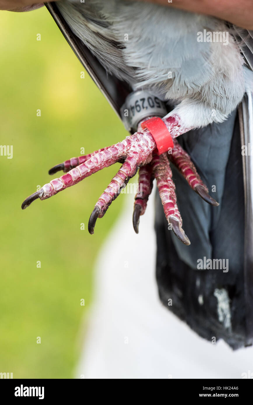 Pigeon carrying a hard plastic ring on its leg Stock Photo - Alamy