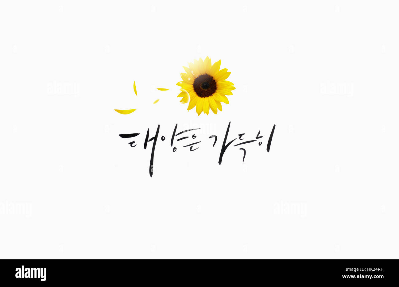 Sunbeam sunflower Cut Out Stock Images & Pictures - Alamy