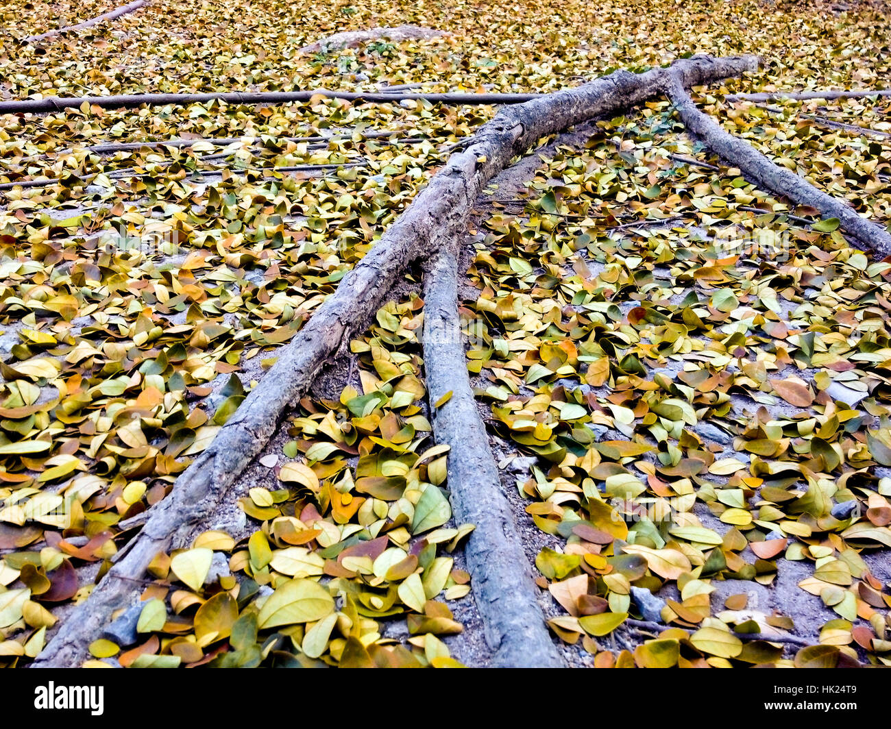 Human-Shape Tree Root With Fall Leaves On The Ground Stock Photo - Alamy