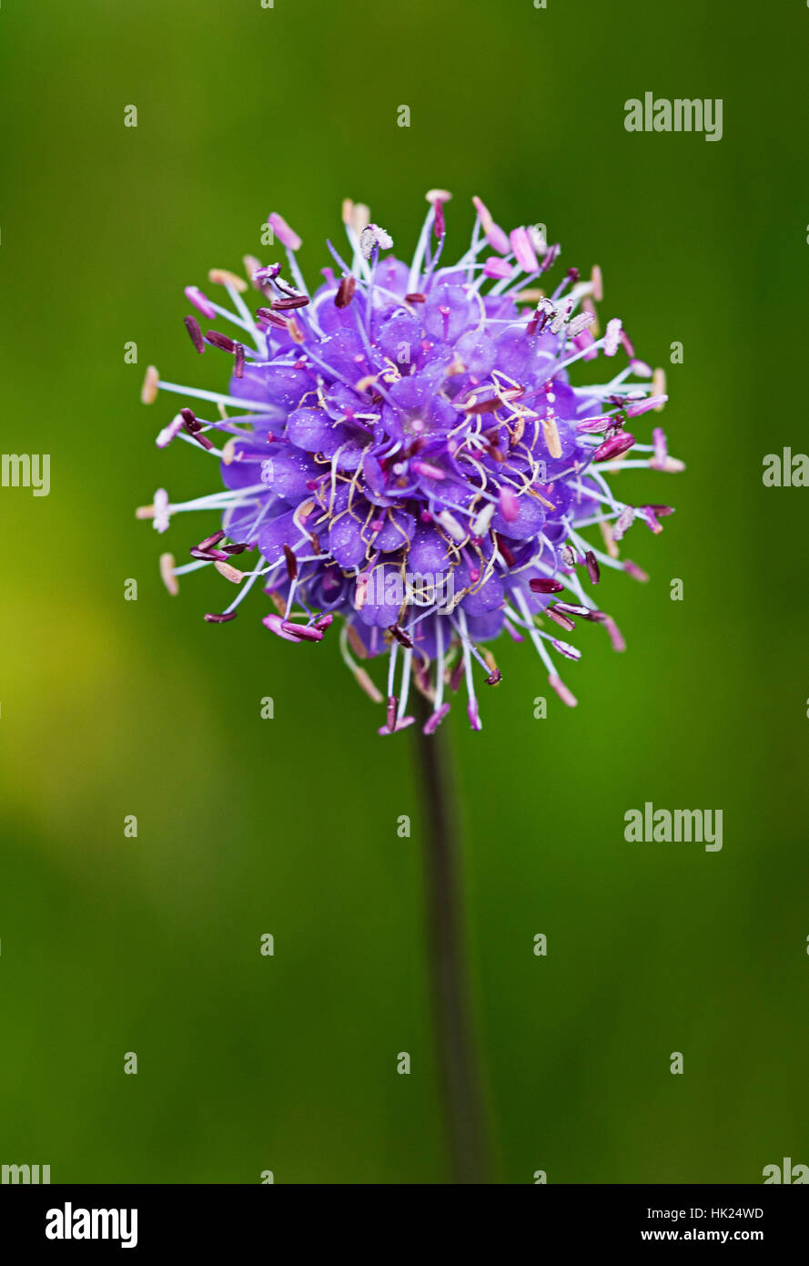 Devil’s bit scabious isolated hi-res stock photography and images - Alamy