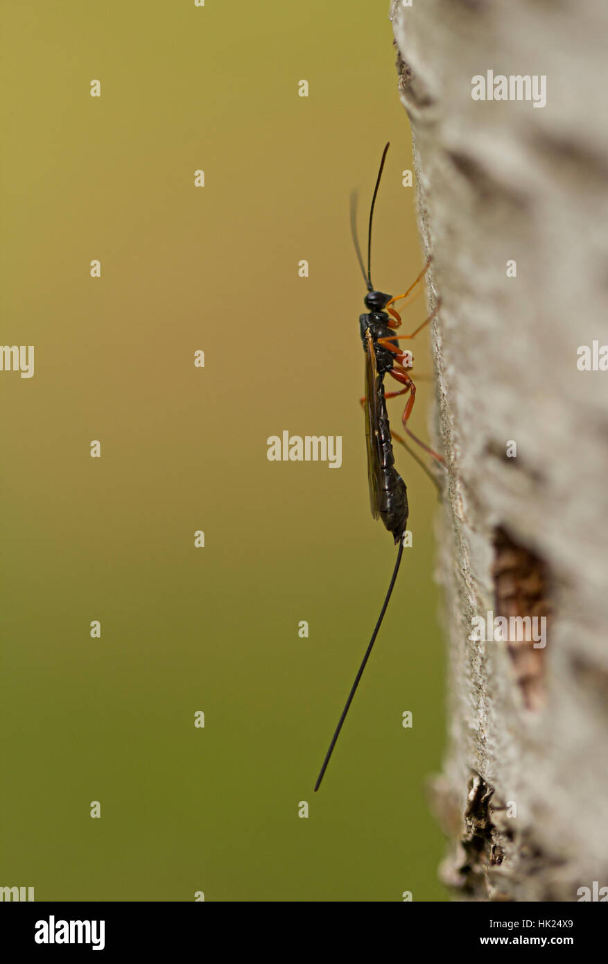 Female Dolichomitus species of ichneumon wasp on the trunk of a Silver ...