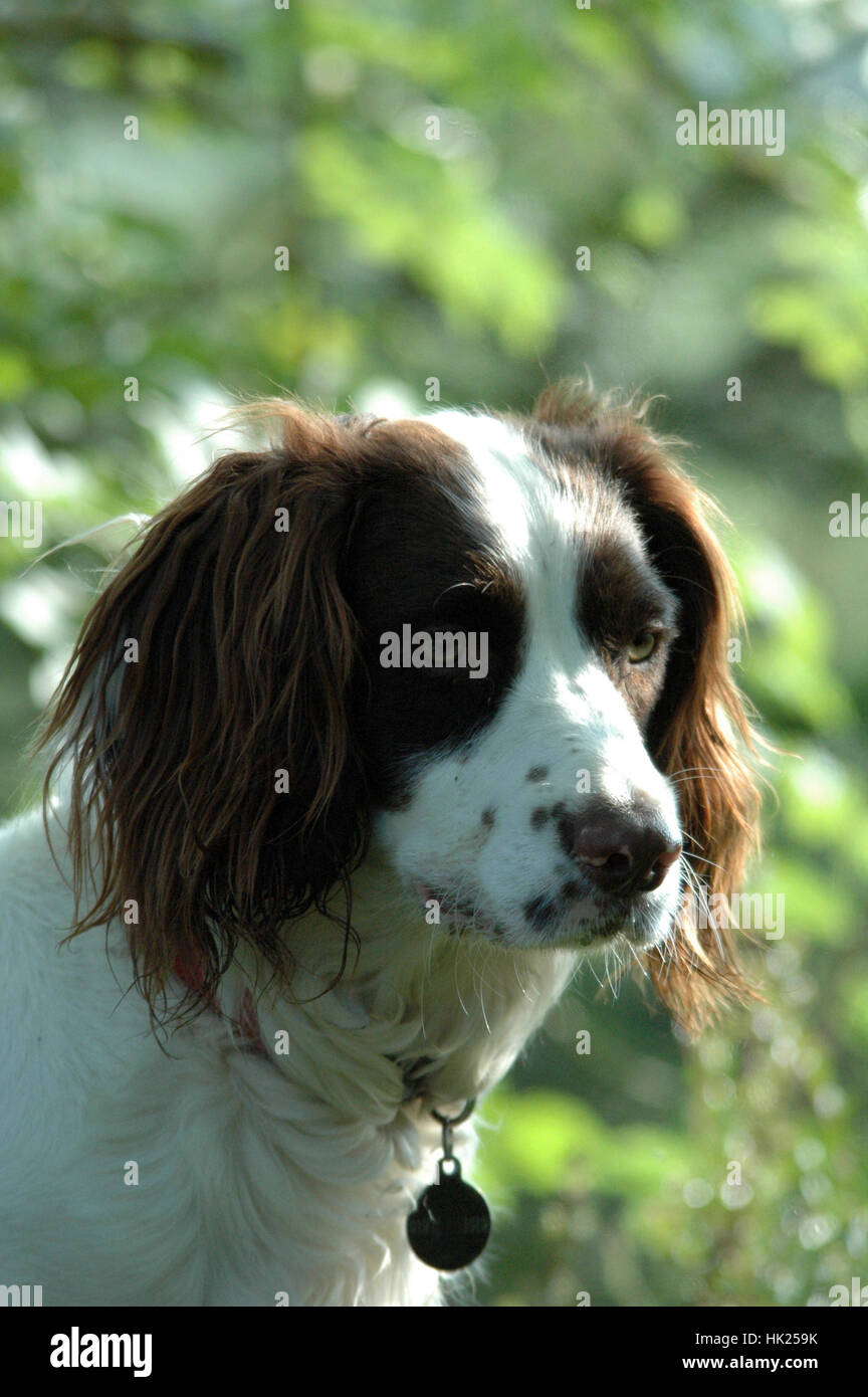 Portrait of a Springer Spaniel Stock Photo - Alamy