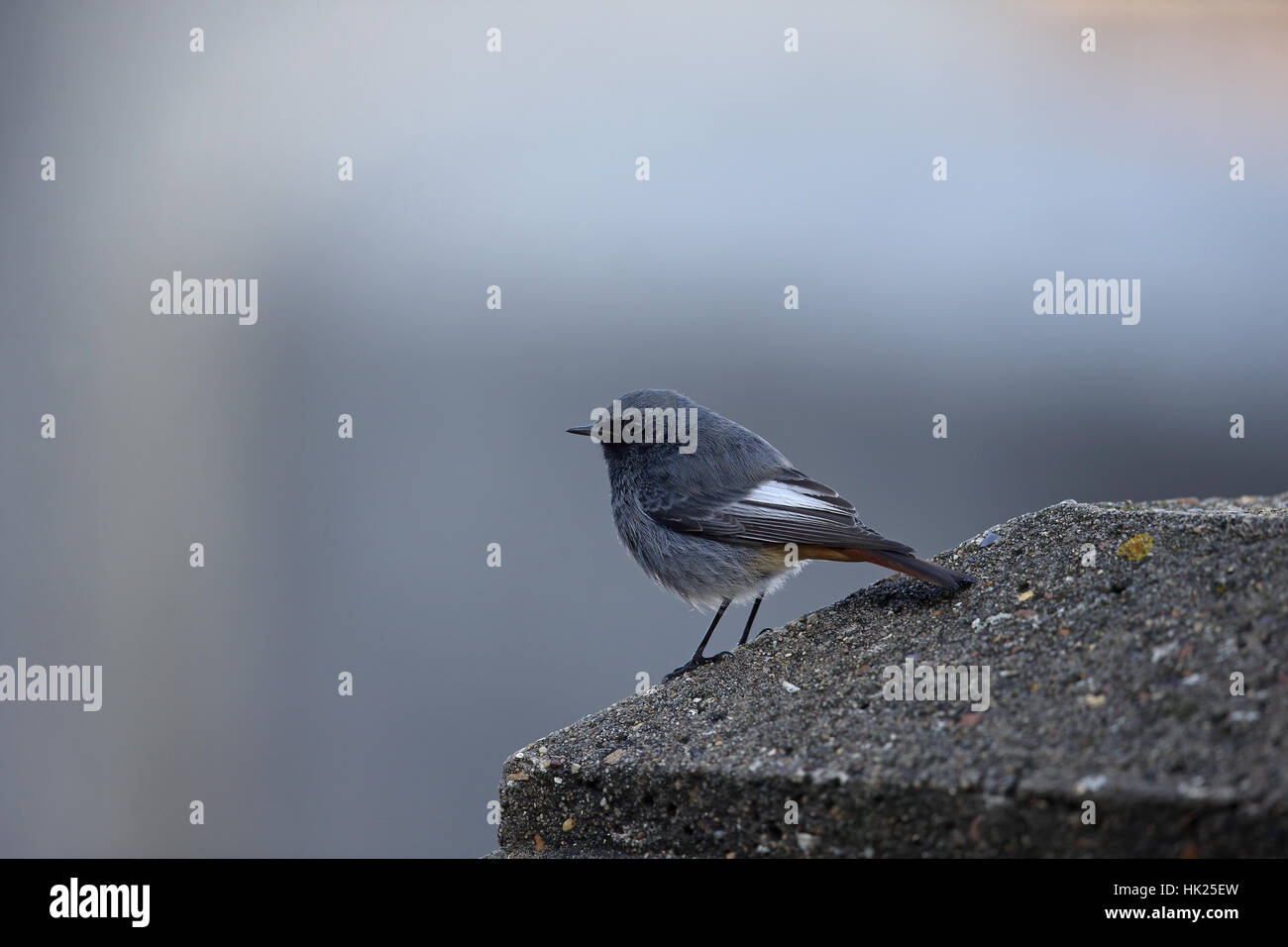 Black Redstart (Phoenicurus ochruros Stock Photo - Alamy