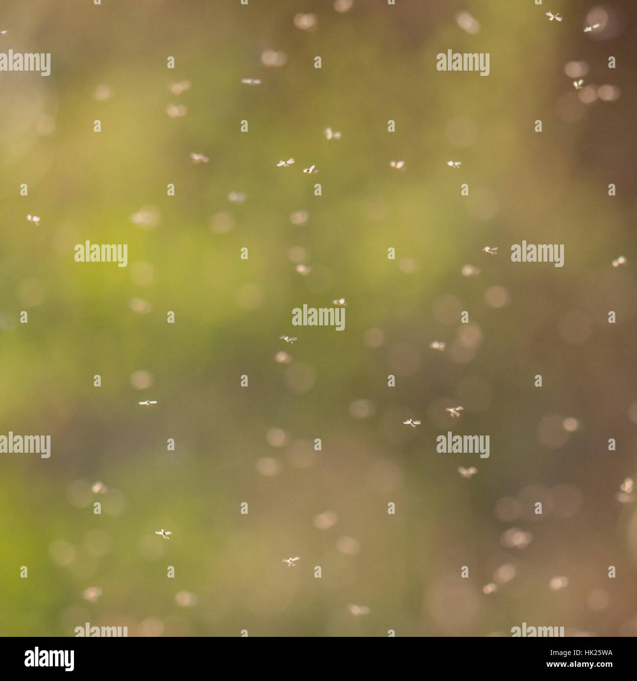 Scottish highland midge in summer - Scotland, UK Stock Photo - Alamy