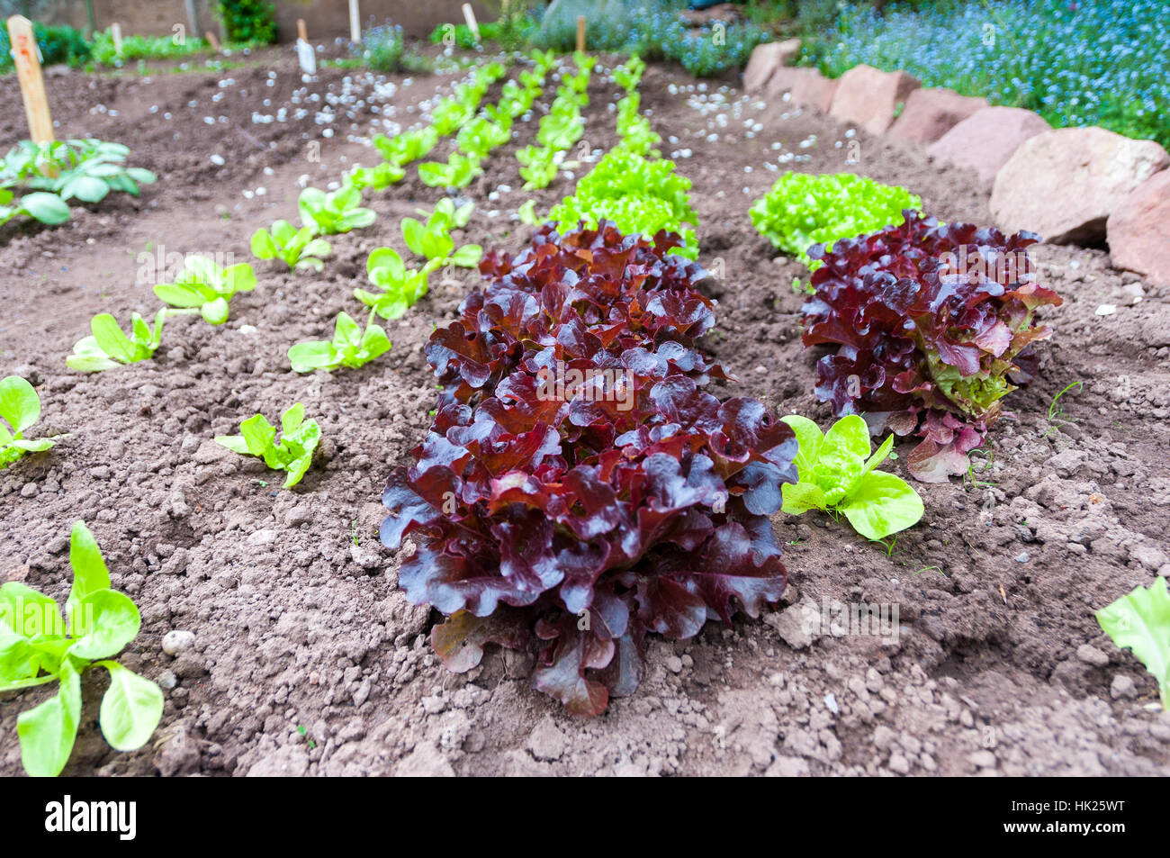 salads growing in garden Stock Photo - Alamy