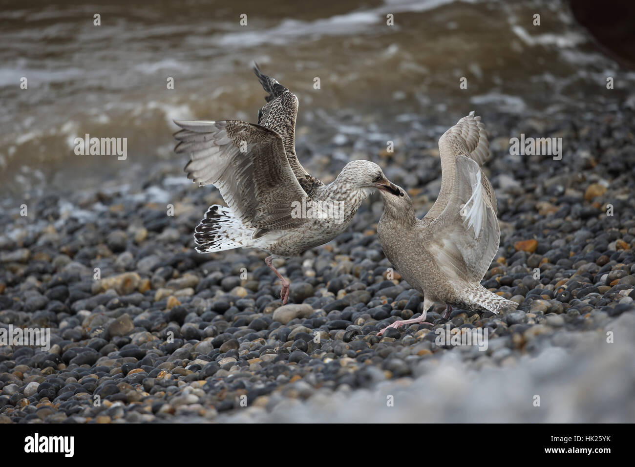 Glaucous Gull (Larus hyperboreus Stock Photo - Alamy Glaucous Gull (Larus hyperboreus Stock Photo - Alamy