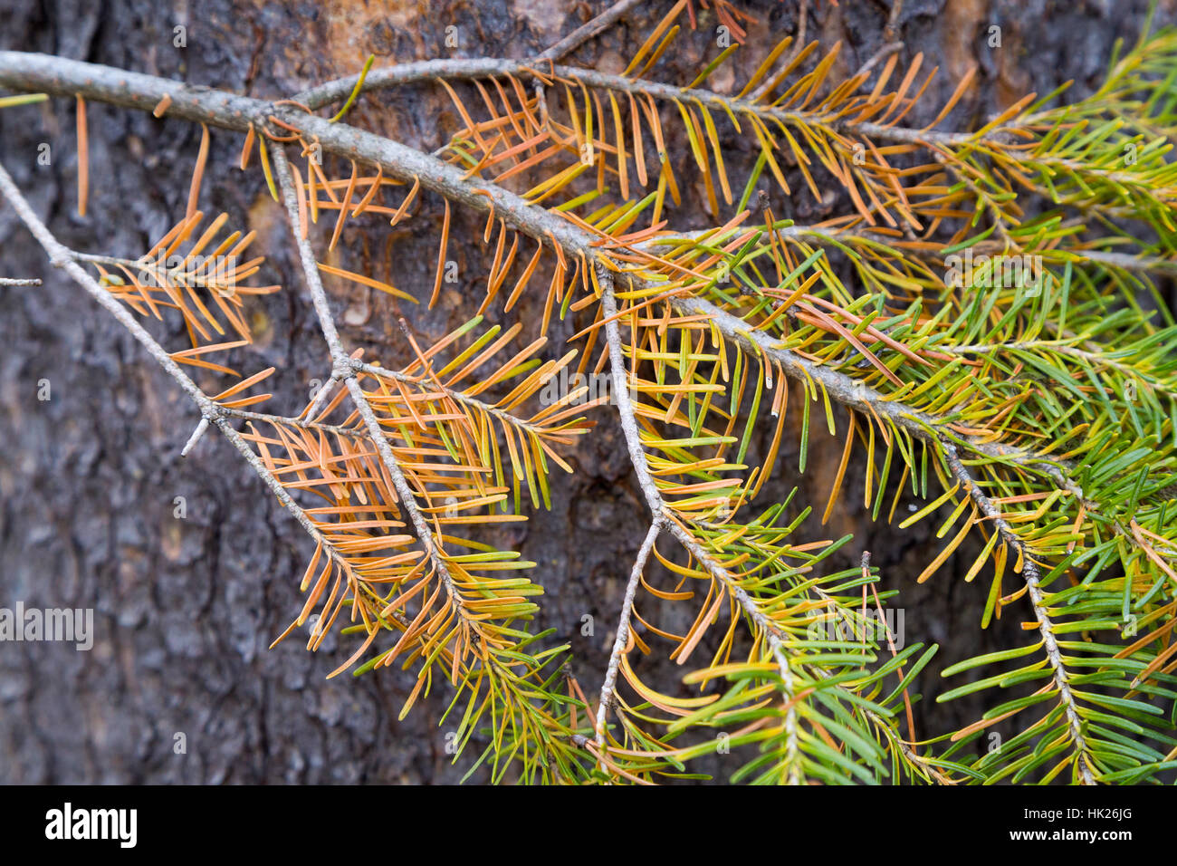 A spruce branch fading along a tree trunk along the String Lake Trail ...