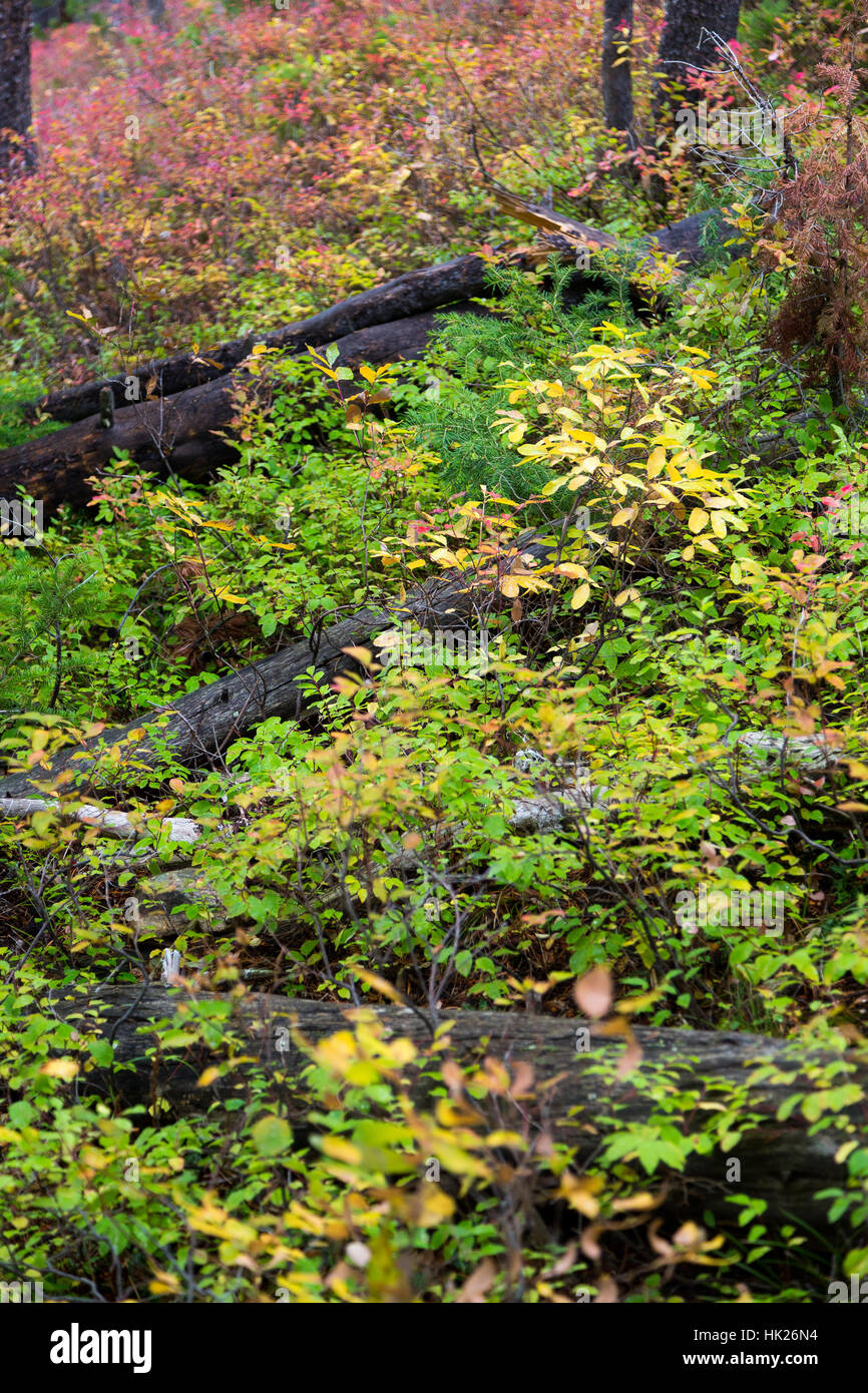 Fall colors creating a colorful carpet along the Leigh Lake Trail in ...