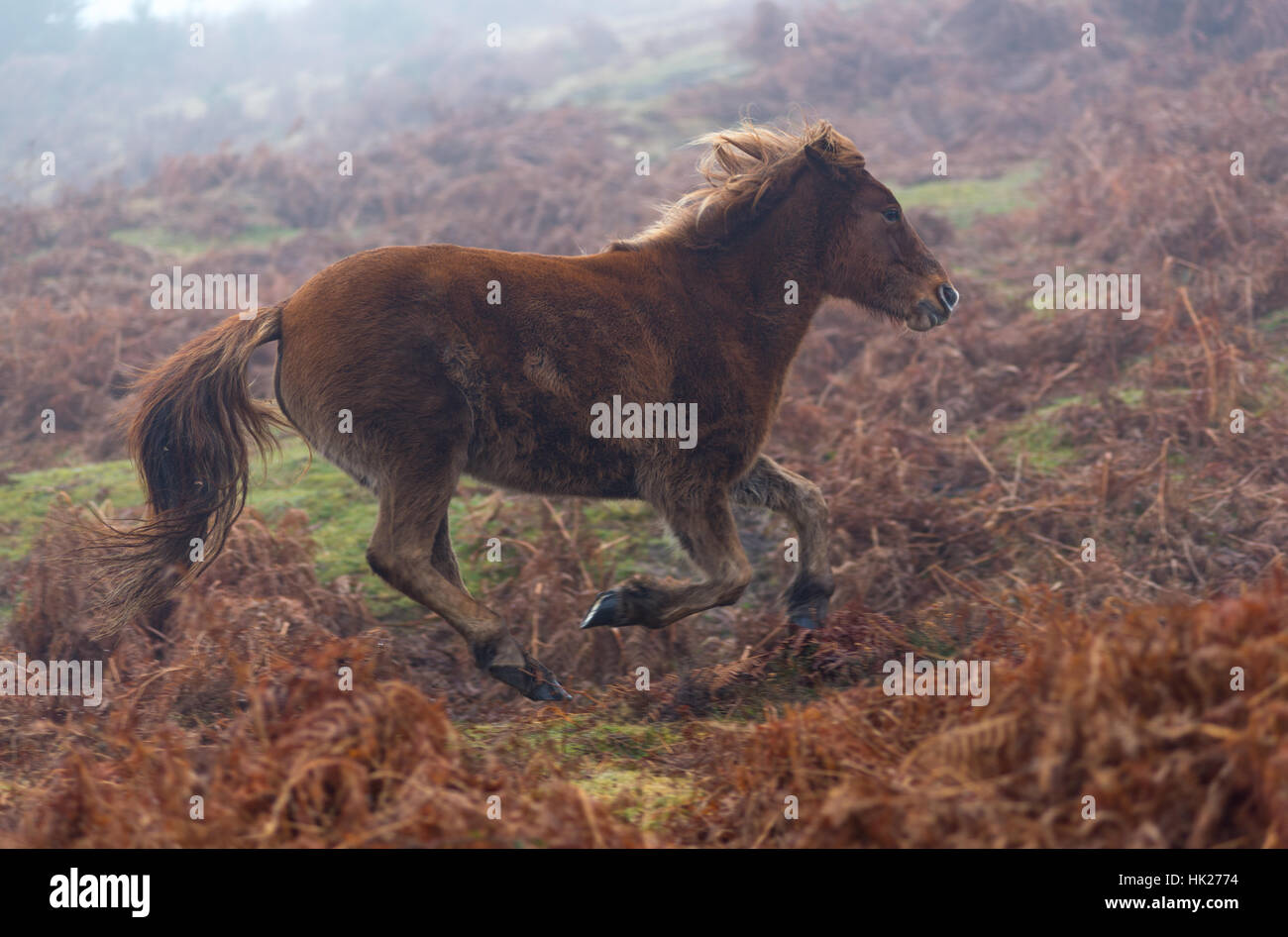 New Forest pony running Stock Photo - Alamy