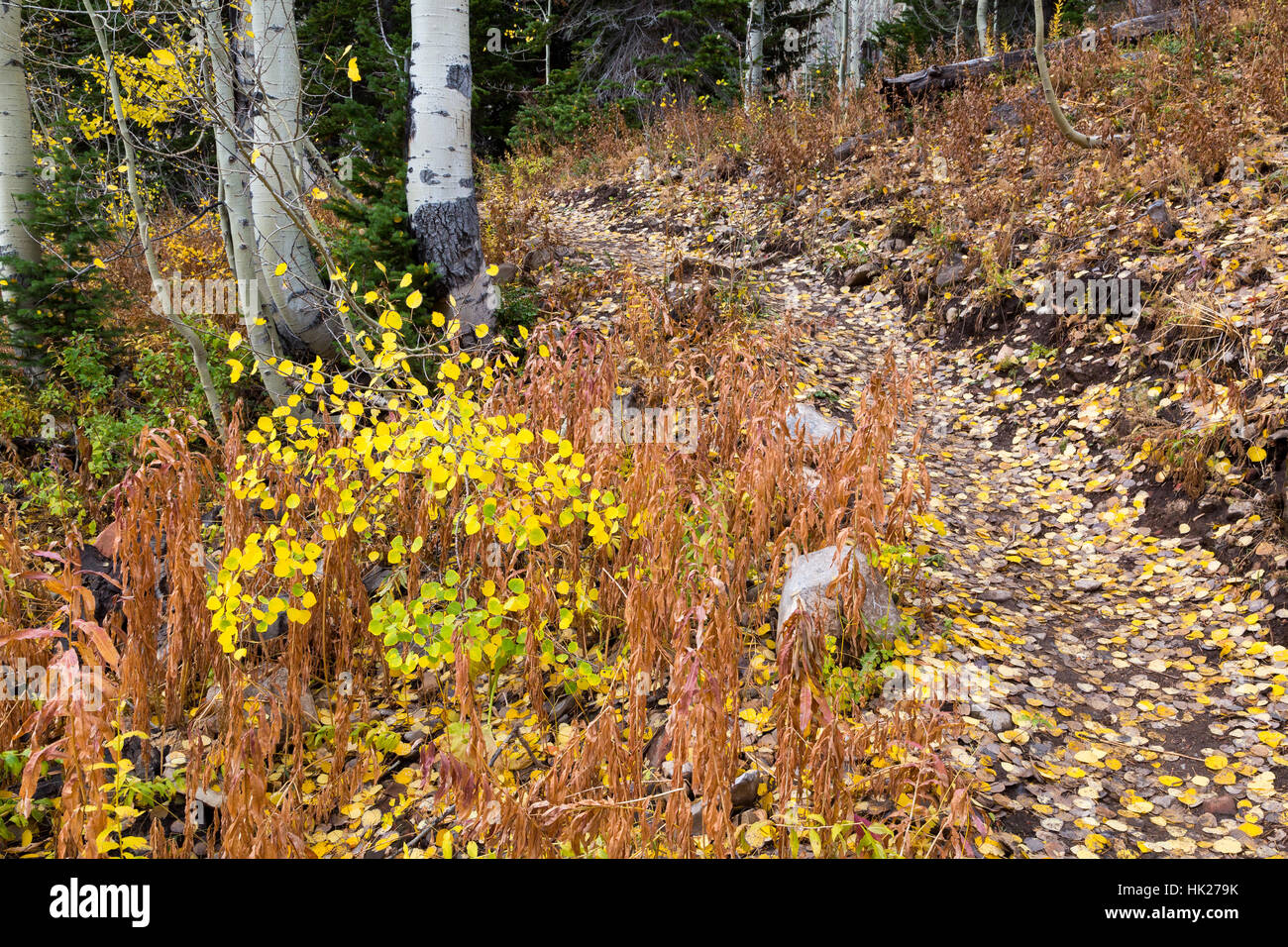 Aspen trees jackson hole hi-res stock photography and images - Alamy