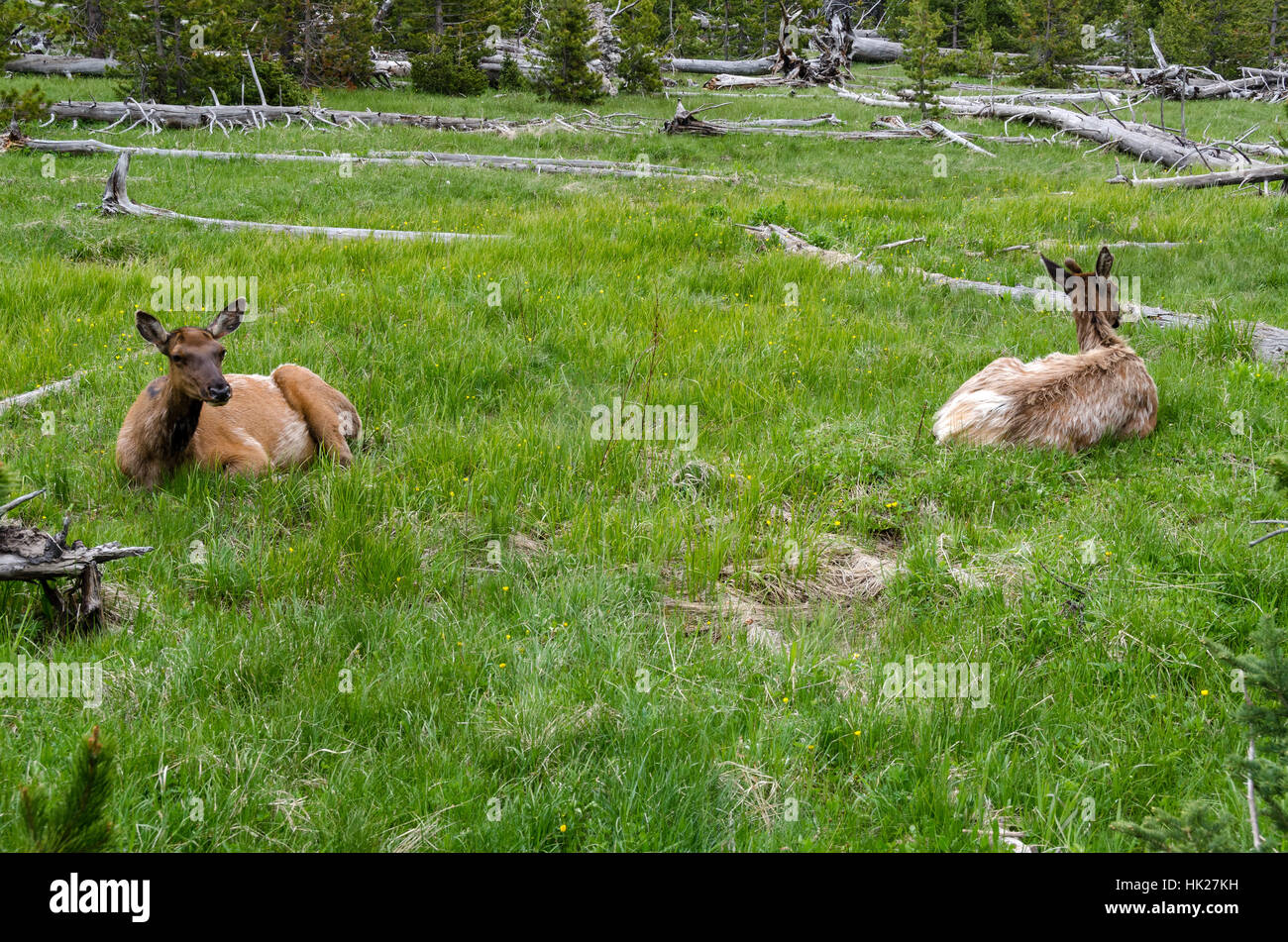 tourism, vegetation, deer, environment, enviroment, animal, mammal ...