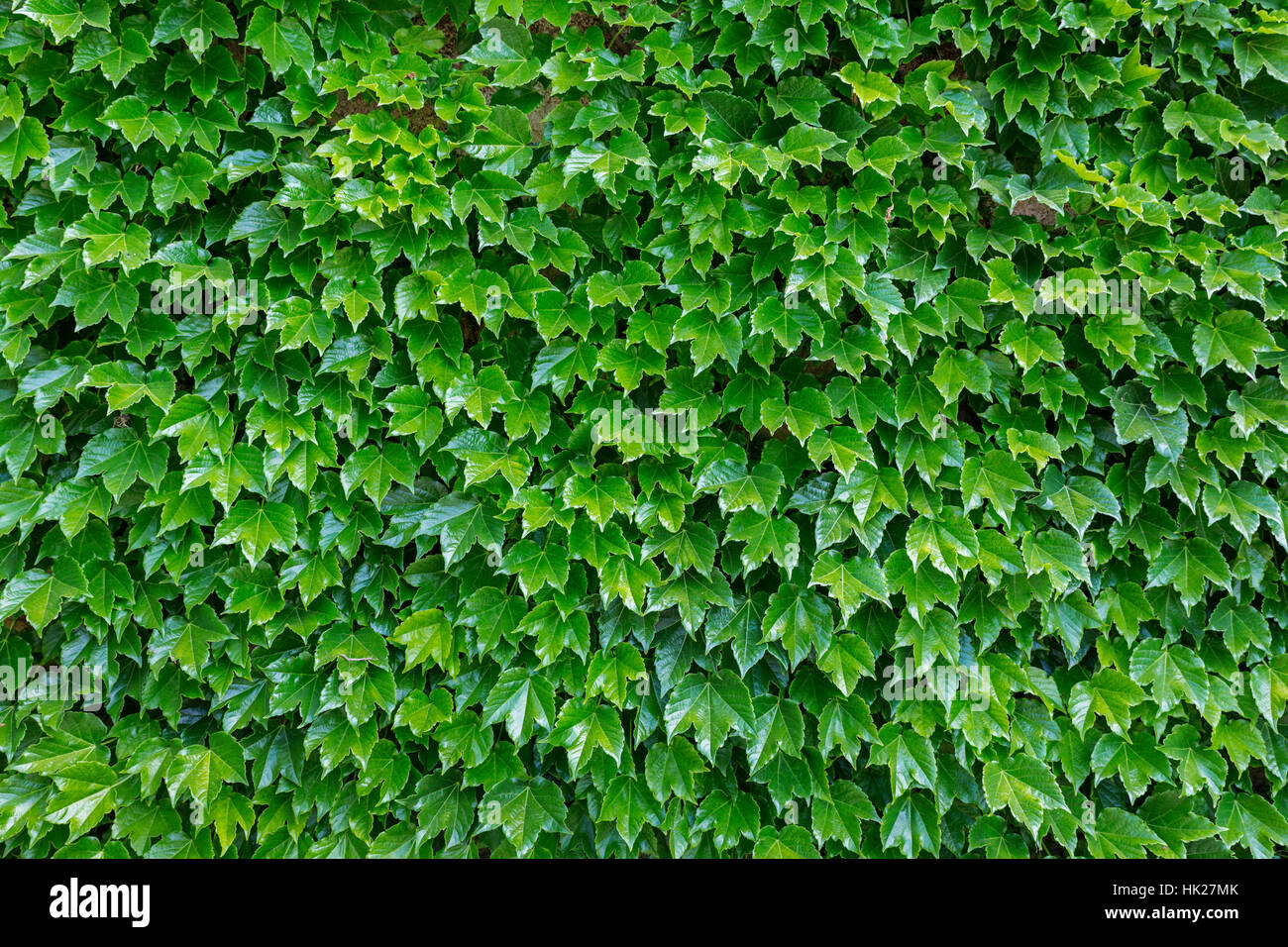 vine leaves, tendrils, format-filling, fiercer, vine, grape vine, grape ...