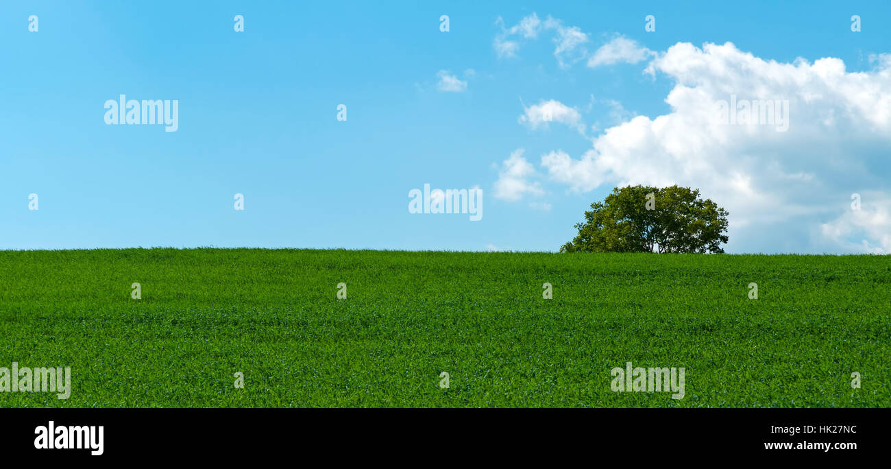 tree, agriculture, farming, field, landscape, scenery, countryside ...
