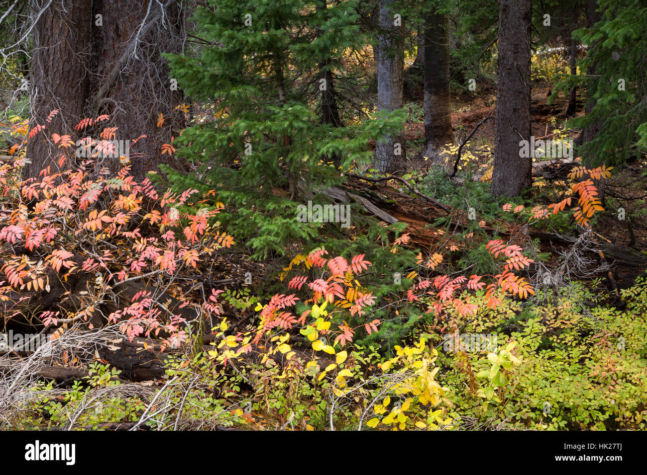 Ash fall hi-res stock photography and images - Alamy