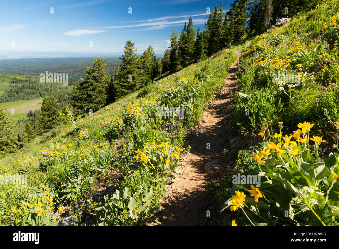 The Bannock Trail cutting through a meadow at Grand Targhee Ski Resort ...