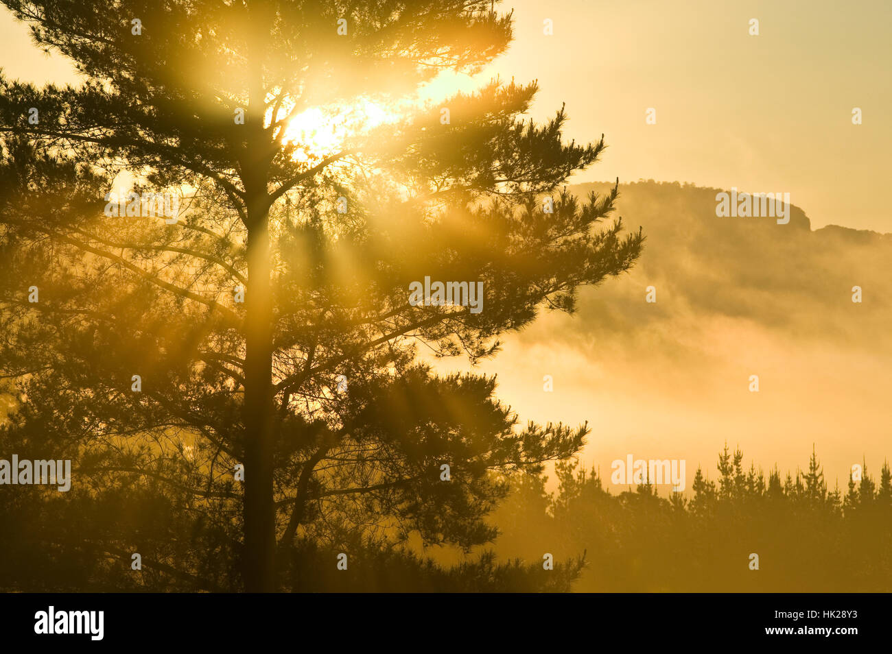 Sunrise Forest Photography