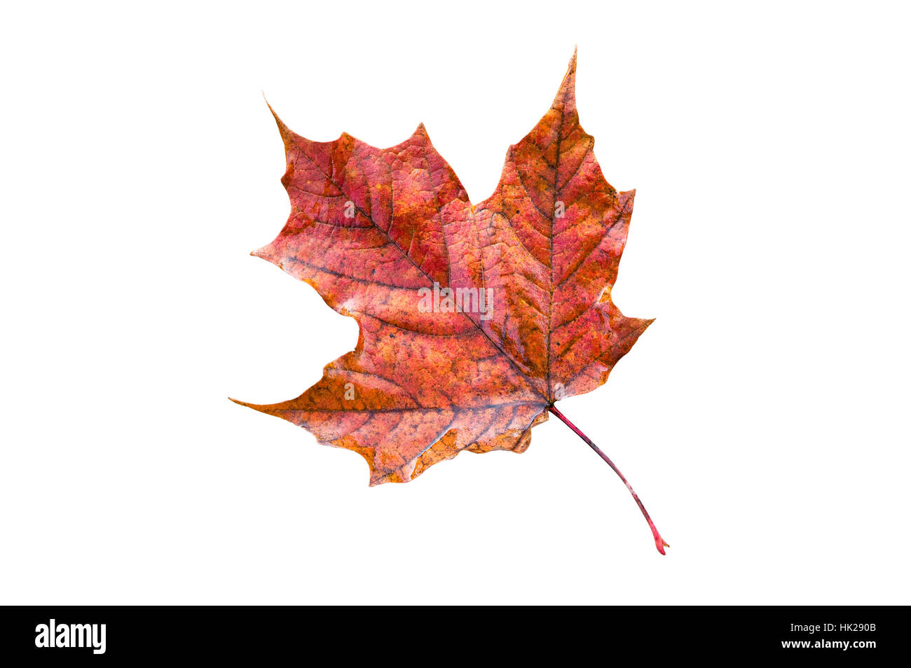 Rocks and foliage background Cut Out Stock Images & Pictures - Alamy