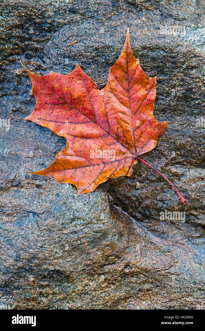 A red maple leaf laying on a rock in the fall Stock Photo - Alamy