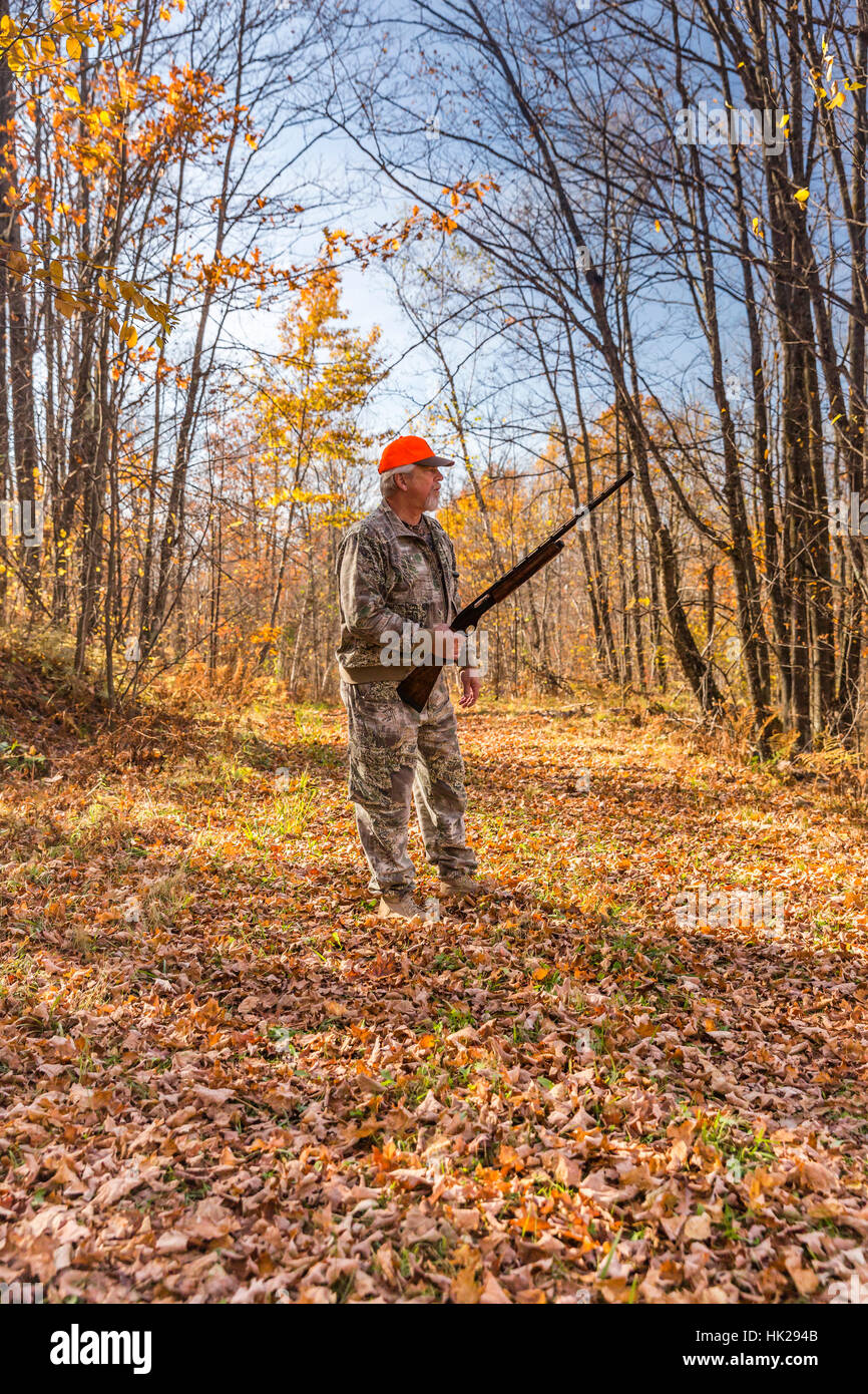 Ruffed grouse hunting in autumn Stock Photo - Alamy