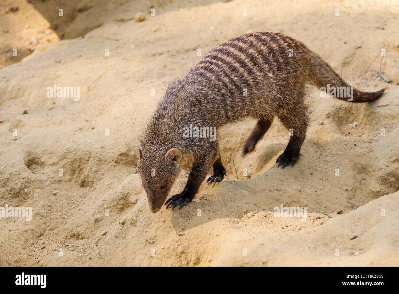 Banded mongoose as a Wild life animal walking on soil ground Stock ...