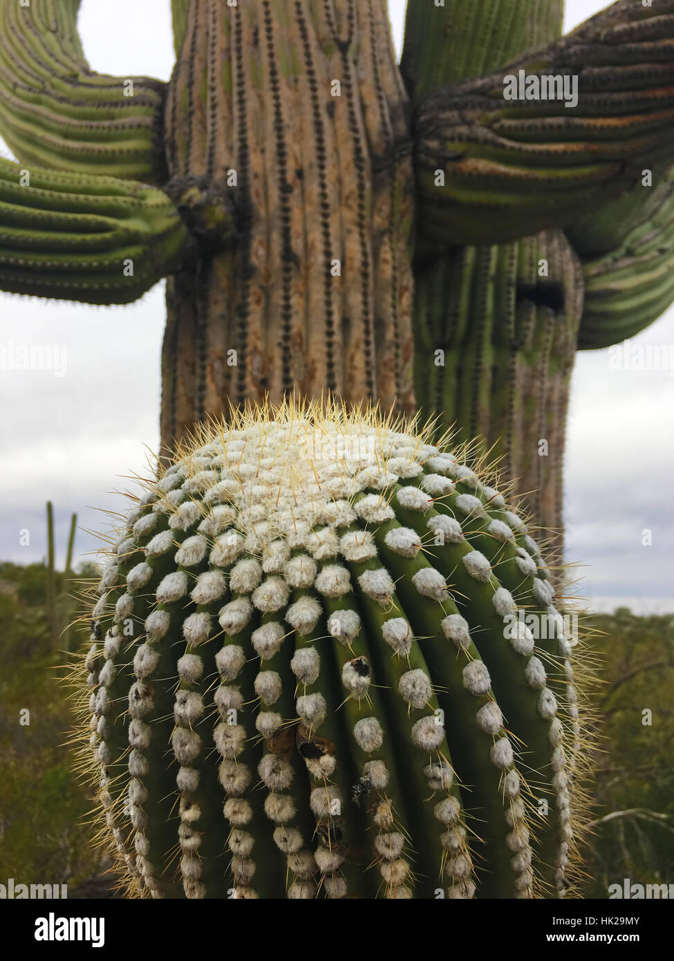 A Close view of a large Saguaro Cactus in the Sonora Desert Stock Photo ...