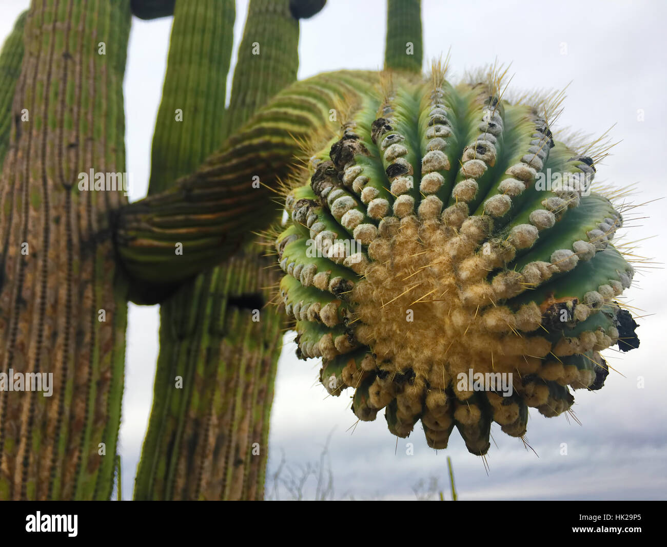 Very large saguaro cactus hi-res stock photography and images - Alamy