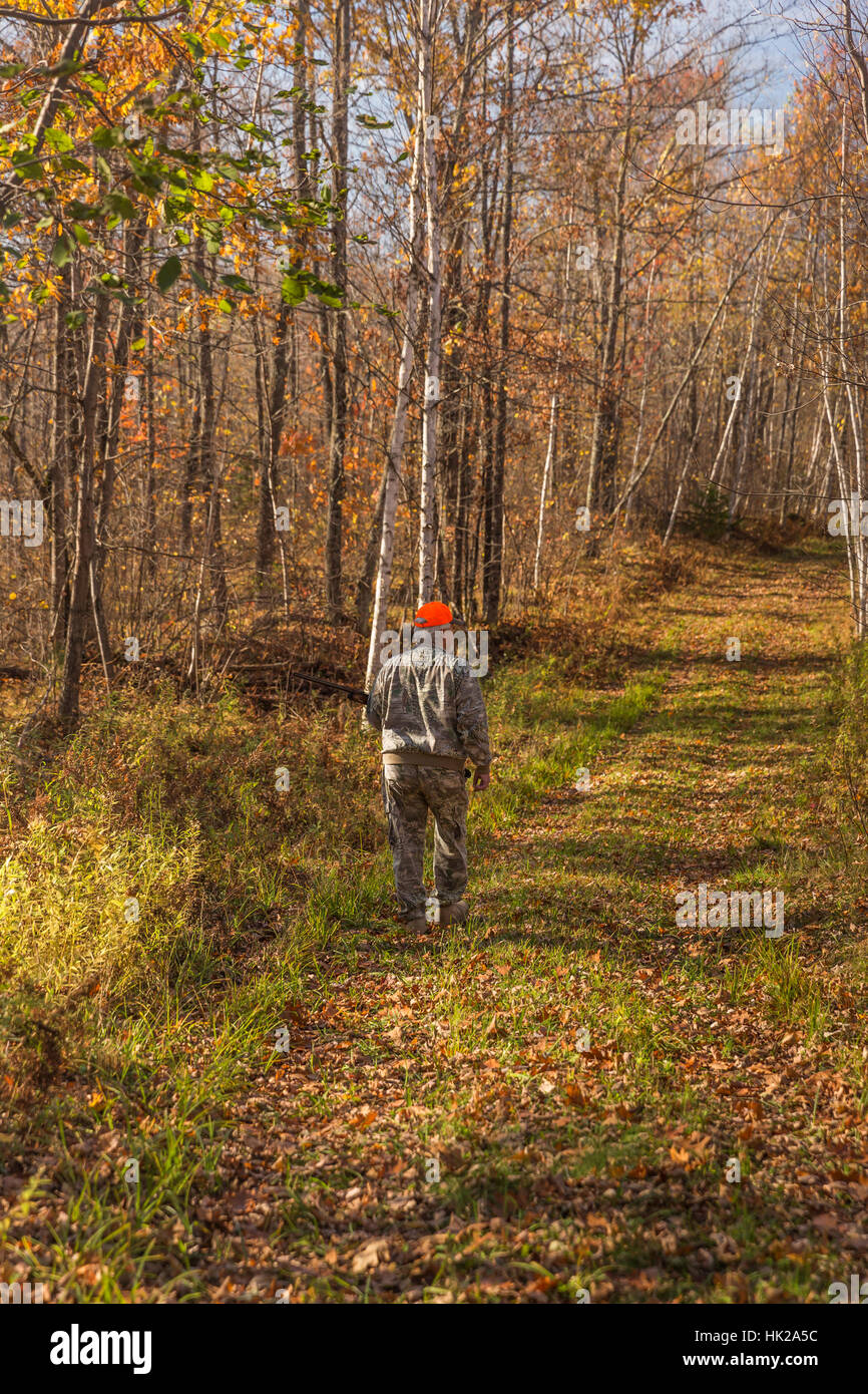 Ruffed grouse hunting in autumn Stock Photo - Alamy