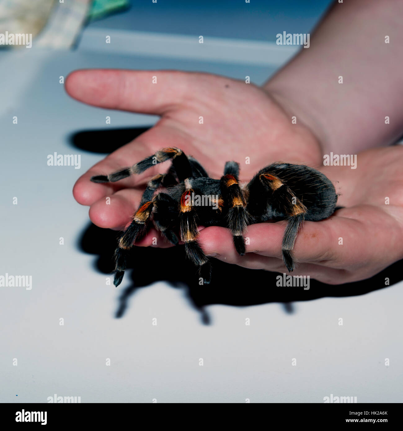 Dangerous pets, red legged tarantula being held Stock Photo - Alamy