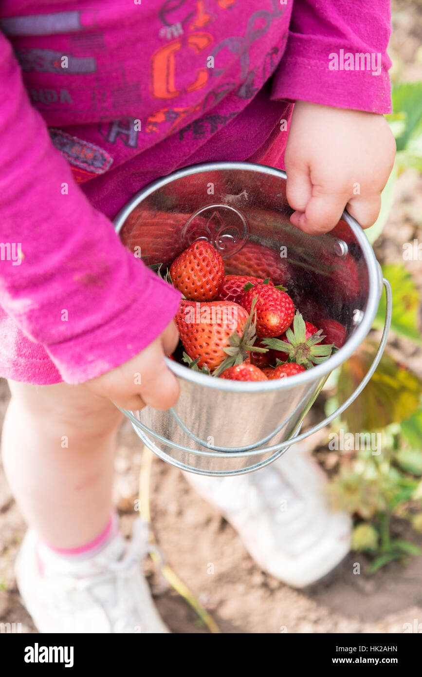 little girl picking strawberries in a garden Stock Photo - Alamy
