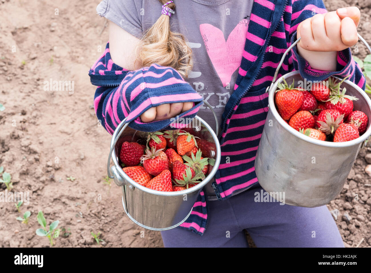 little girl picking strawberries in a garden Stock Photo - Alamy